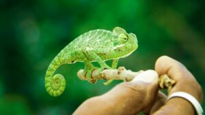 How to Train a Pet Lizard to Be Comfortable With Handling