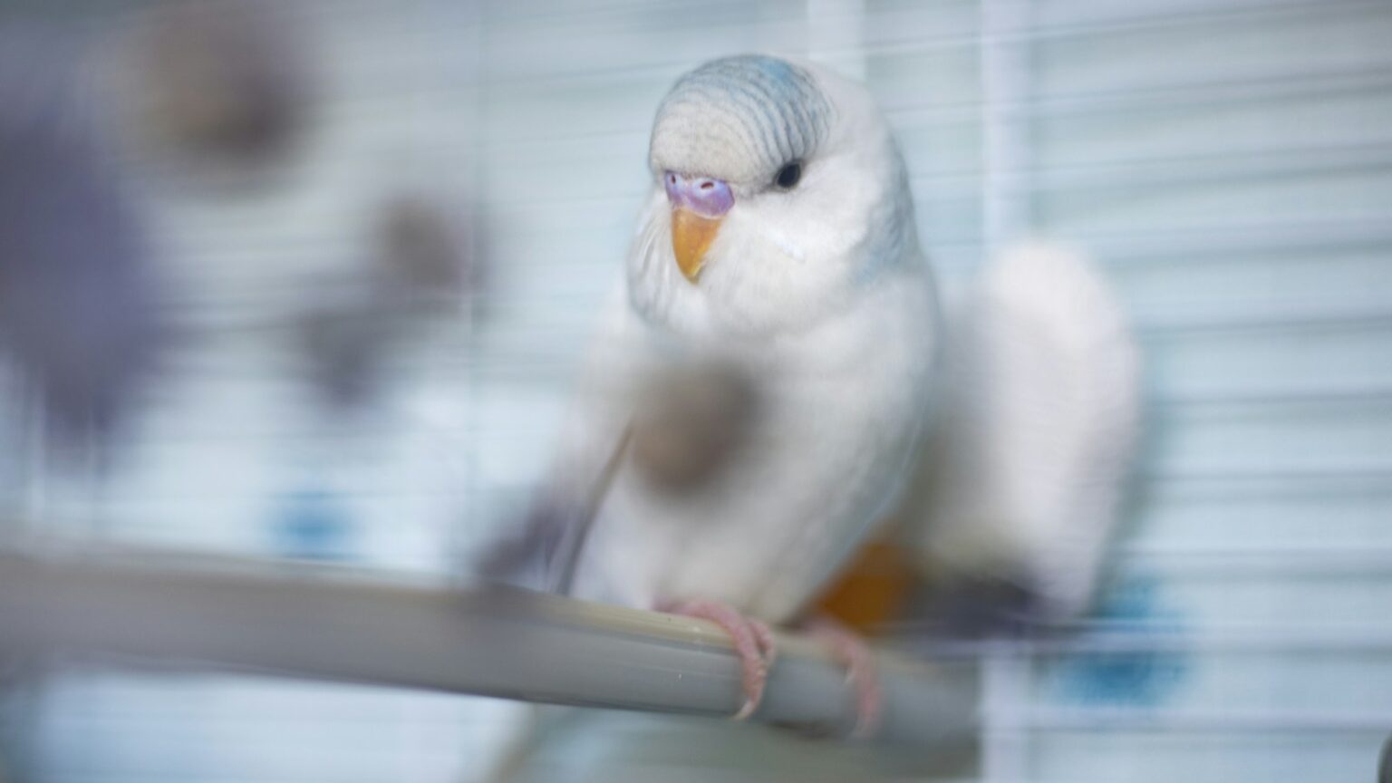 How to Teach Your Bird to Do Tricks – Step-by-Step Guide