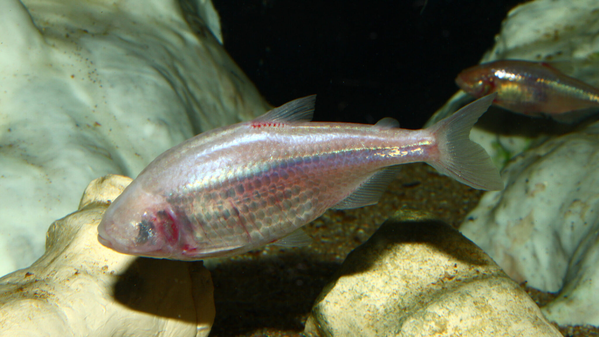 Why Some Fish Change Colors – The Science Behind It
