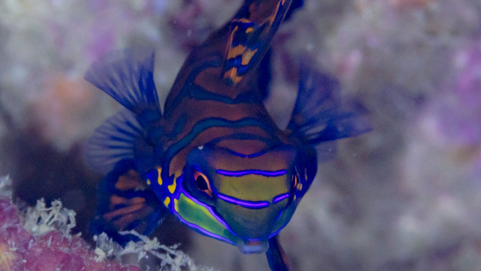 Why Some Fish Change Colors – The Science Behind It