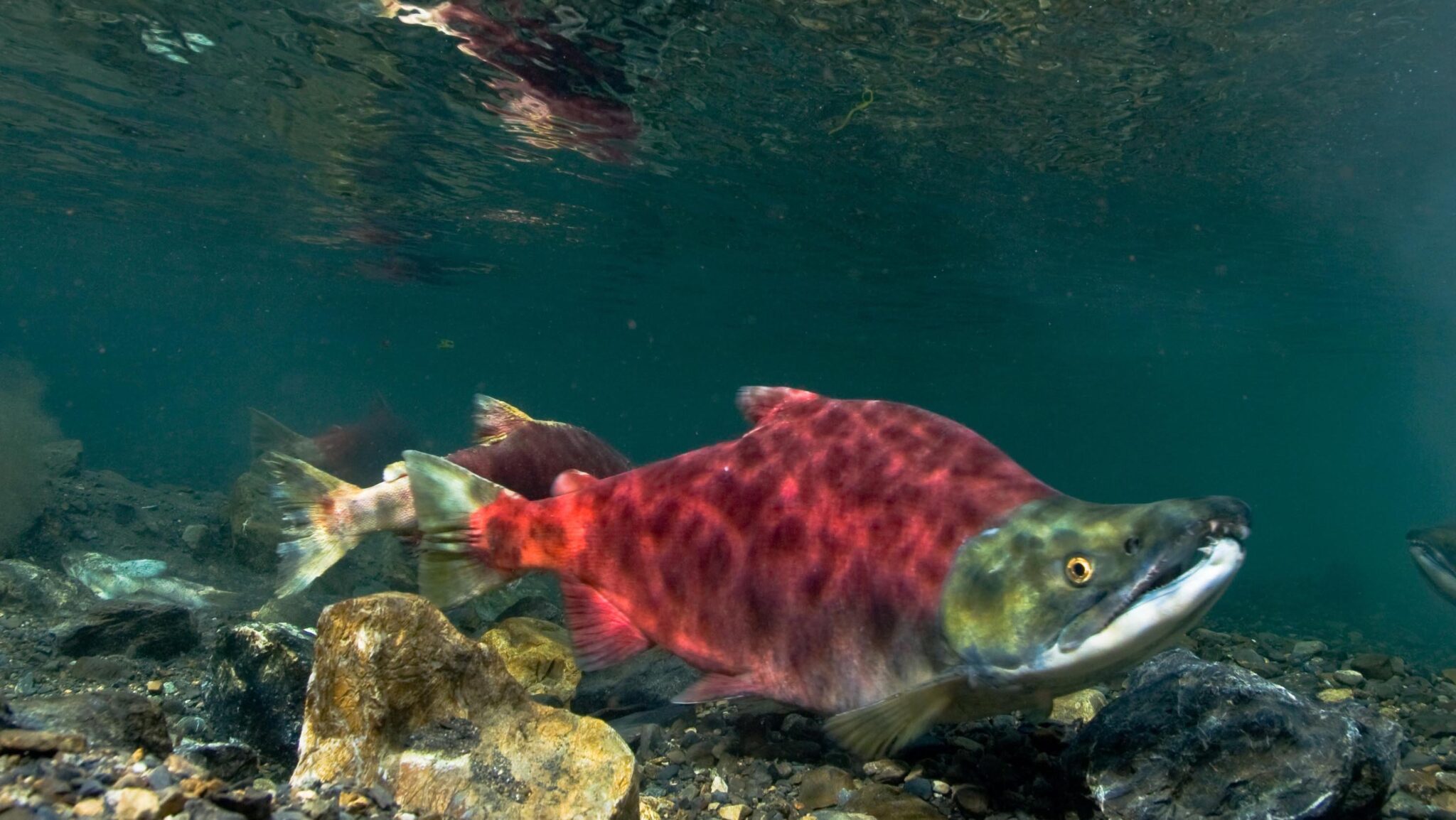 Why Some Fish Change Colors – The Science Behind It