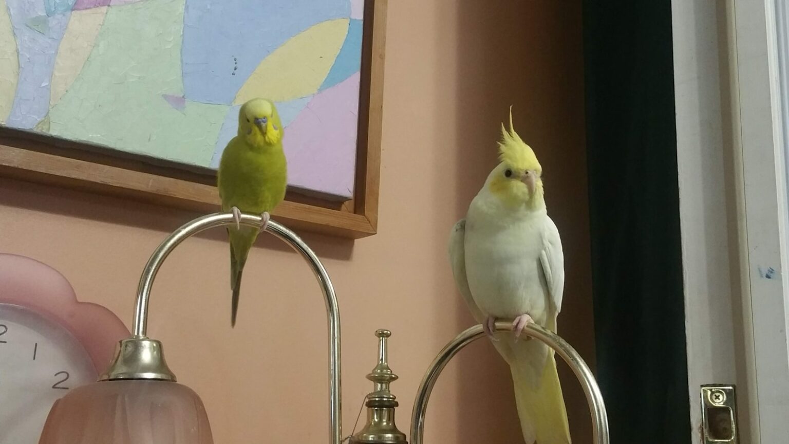 How to Teach Your Bird to Do Tricks – Step-by-Step Guide