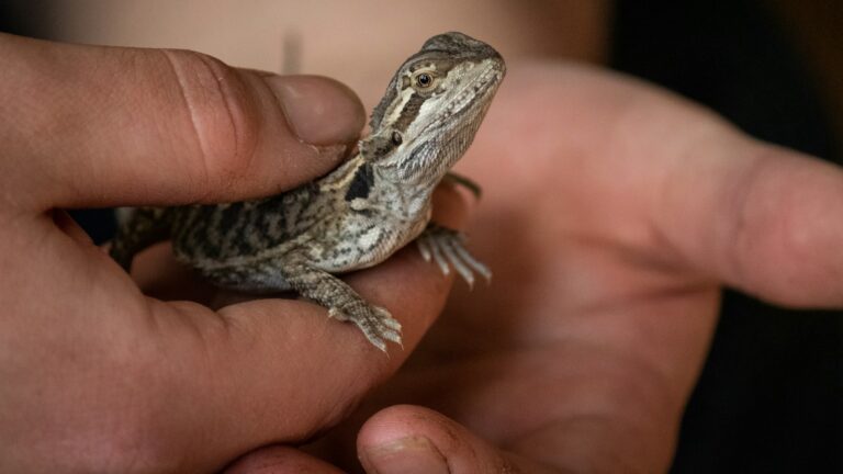 How to Train a Pet Lizard to Be Comfortable With Handling