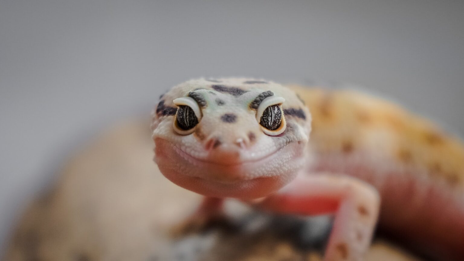 Why Some Geckos Can Lose Their Tails and How to Care for It