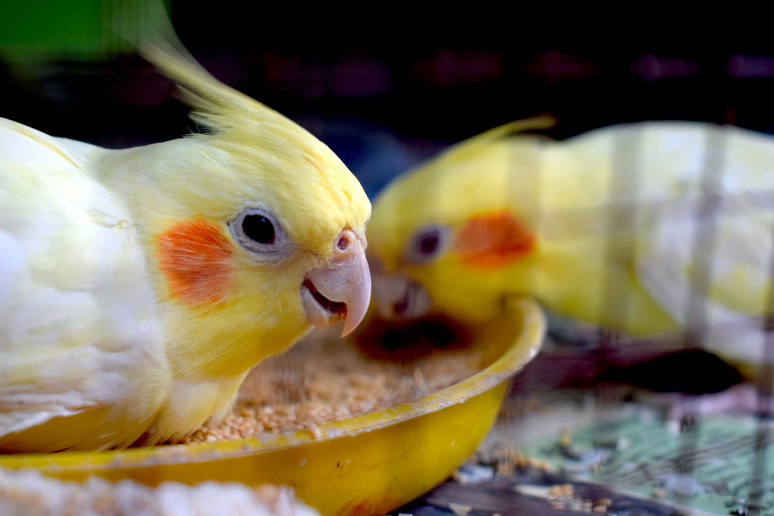 10 Facts About the Cockatiel