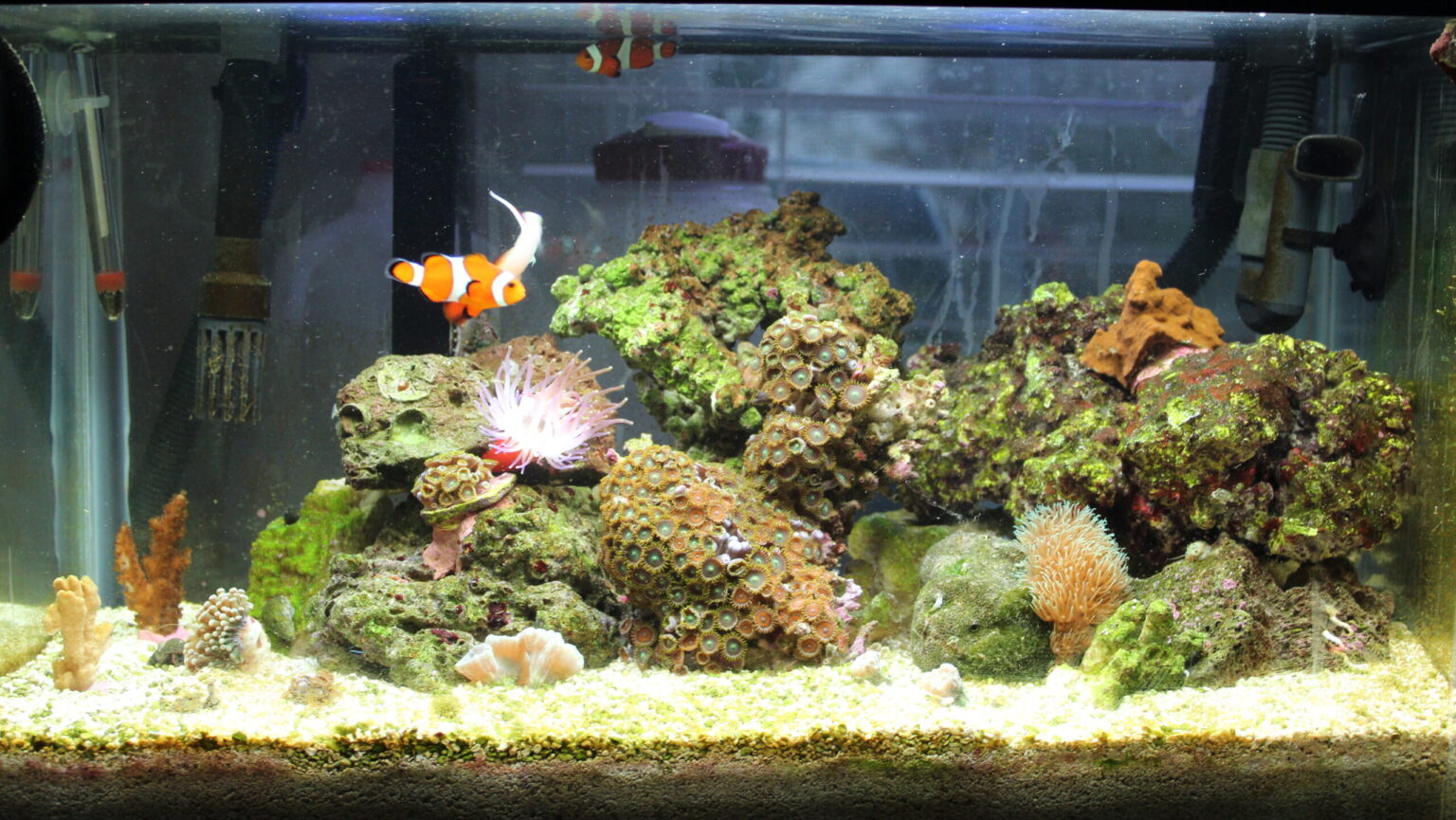 How to Create a Self-Sustaining Nano Aquarium