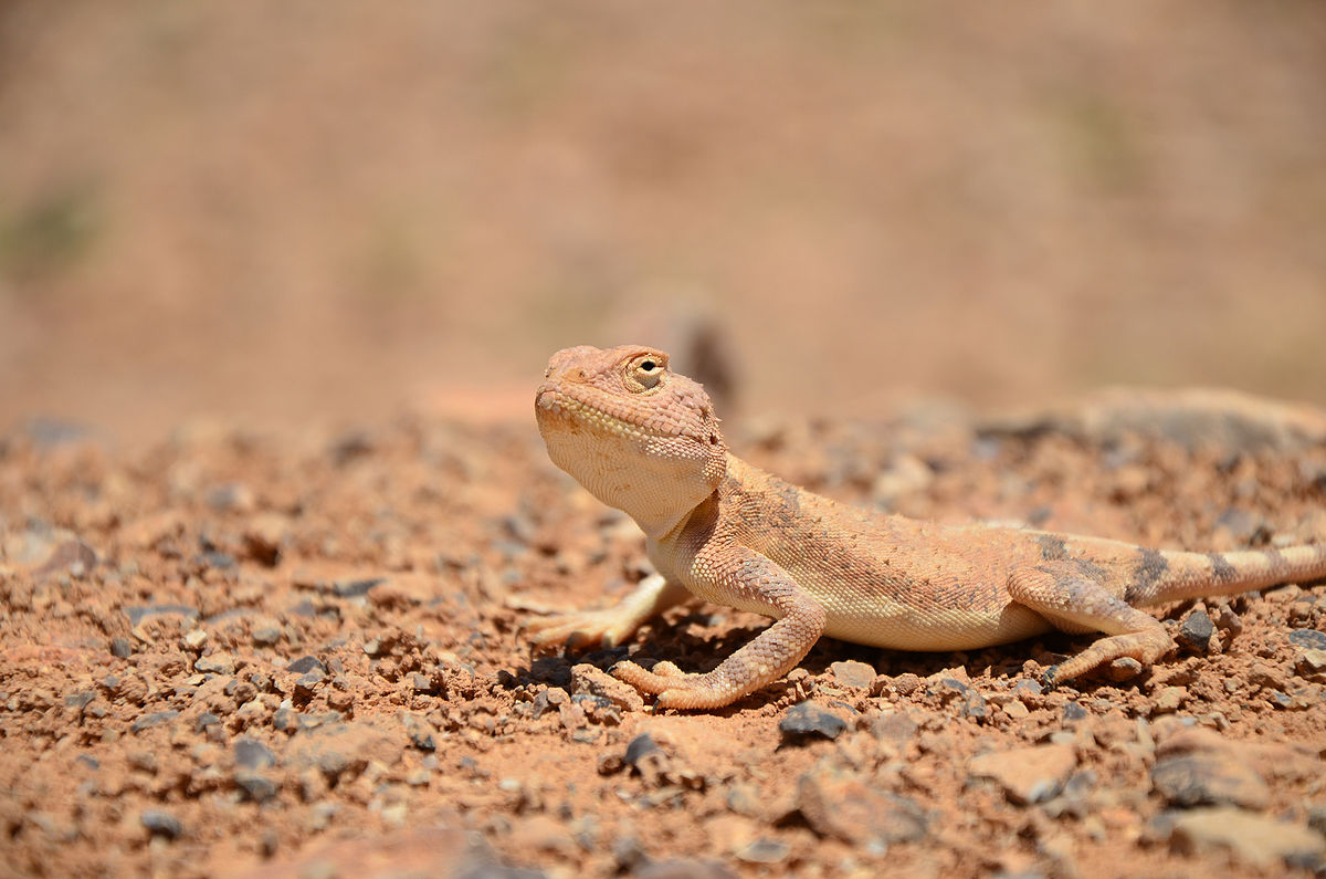 From Forests to Deserts: How Lizards Adapt and Survive