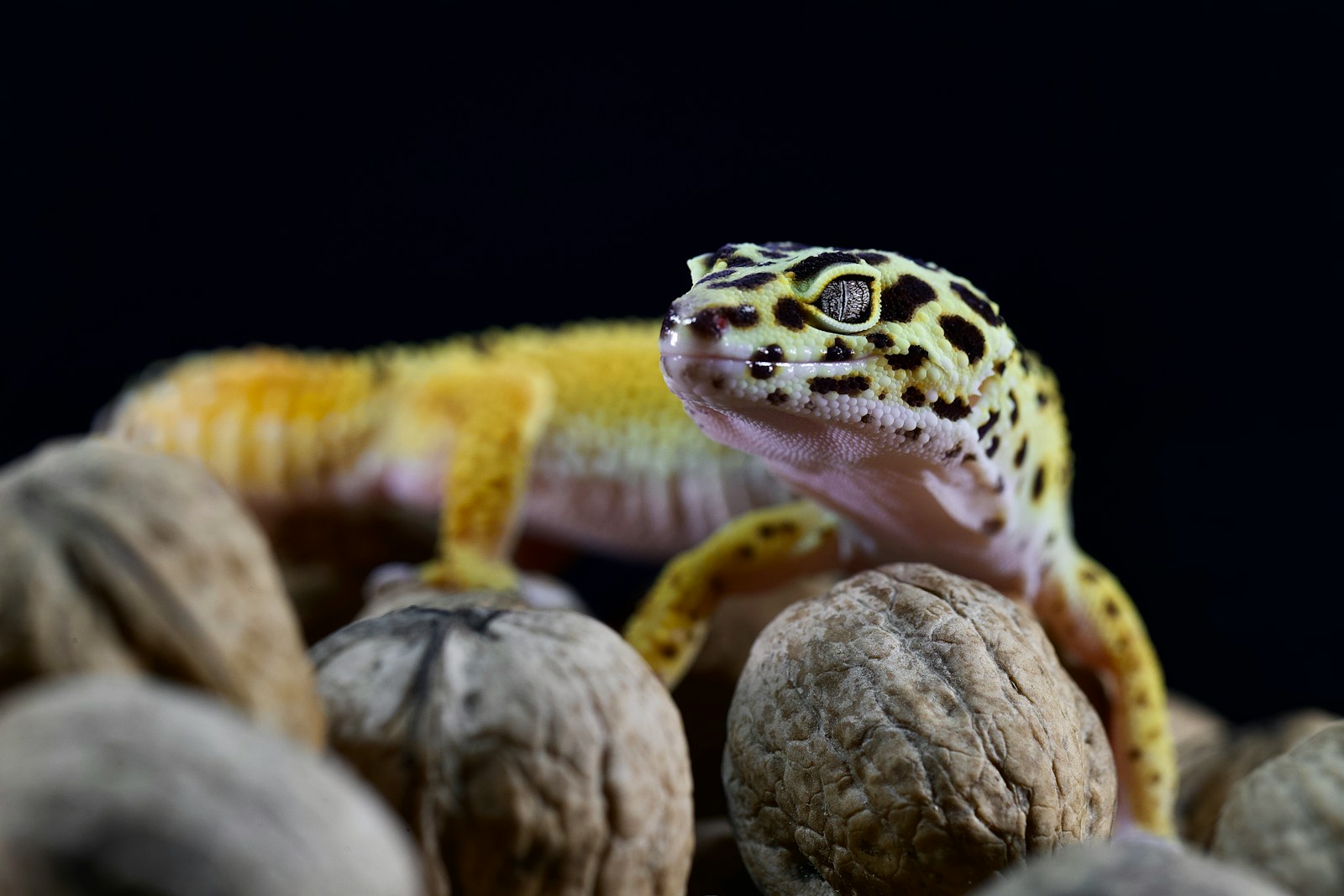 The Best Diet for a Healthy Leopard Gecko (With Feeding Chart)