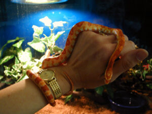 Can Snakes Hear You Speak? Understanding Their Senses