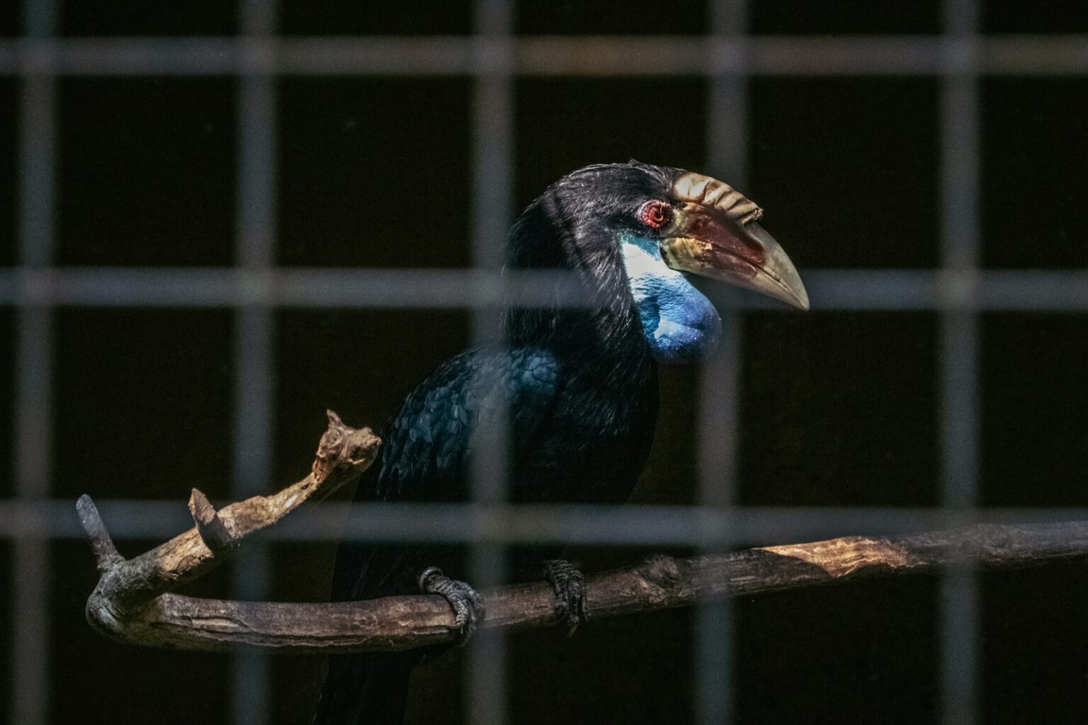 Should Exotic Animals Be Kept as Pets?