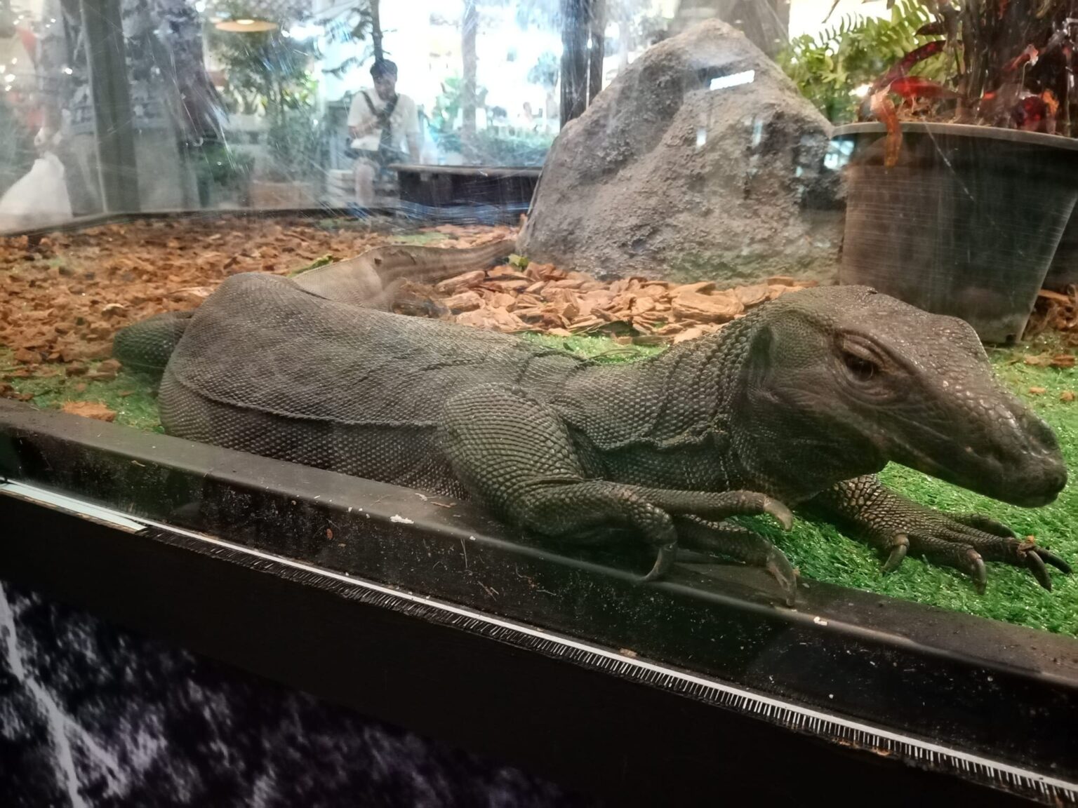 The Most Expensive Pet Reptiles in the World