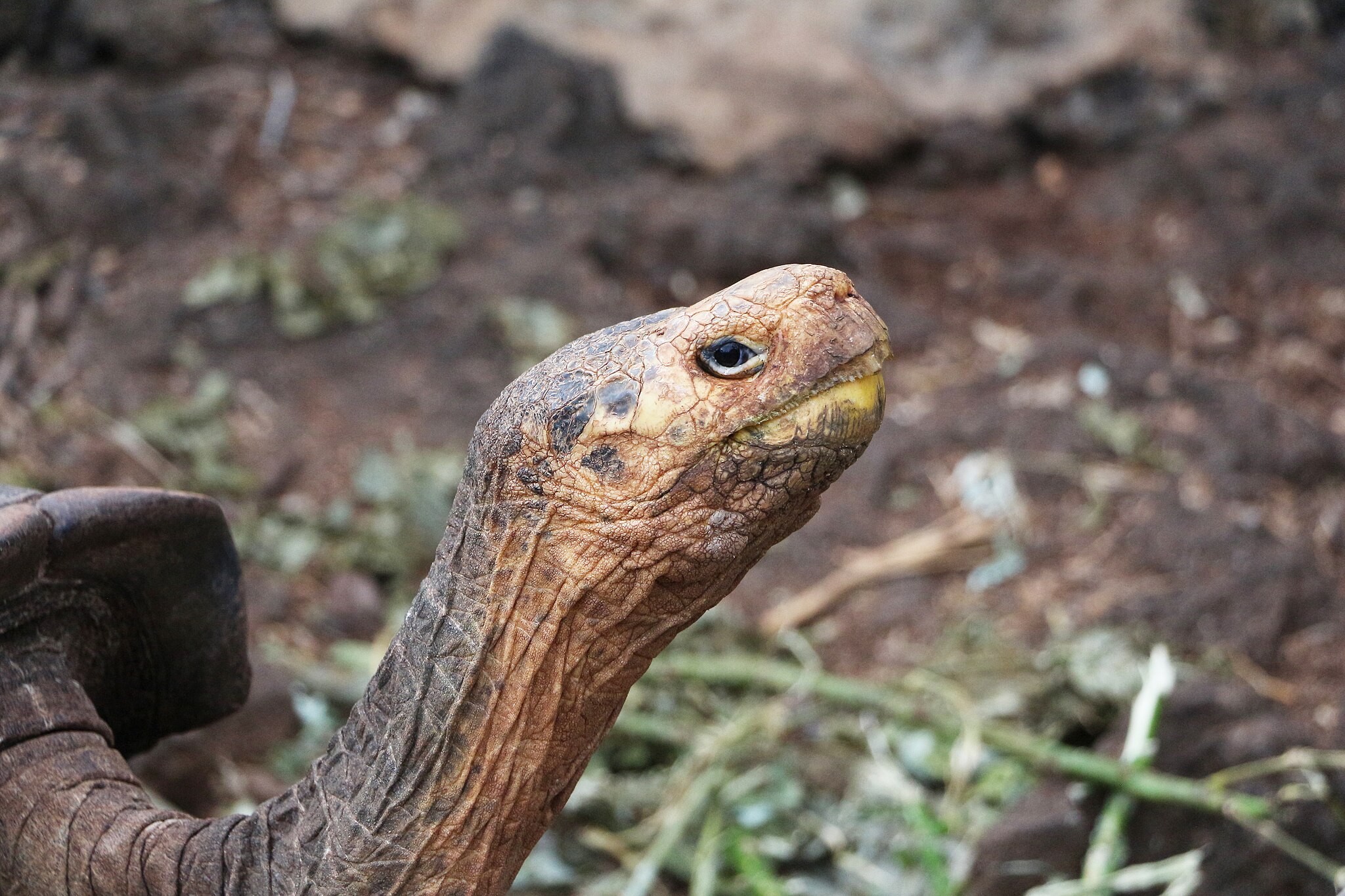 The Most Expensive Pet Reptiles in the World