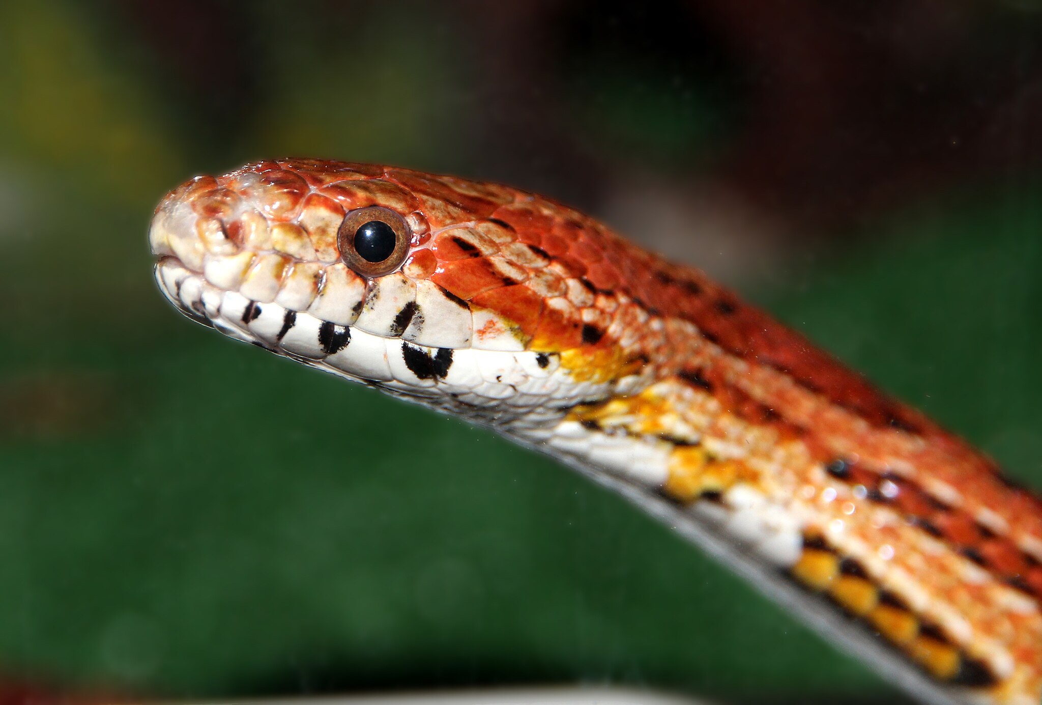Understanding Corn Snake Behavior and Body Language