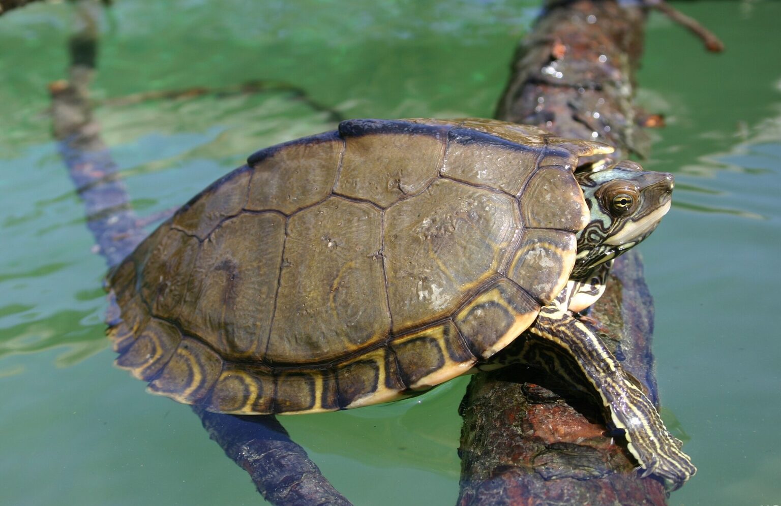 10 Care Facts About the Mississippi Map Turtle