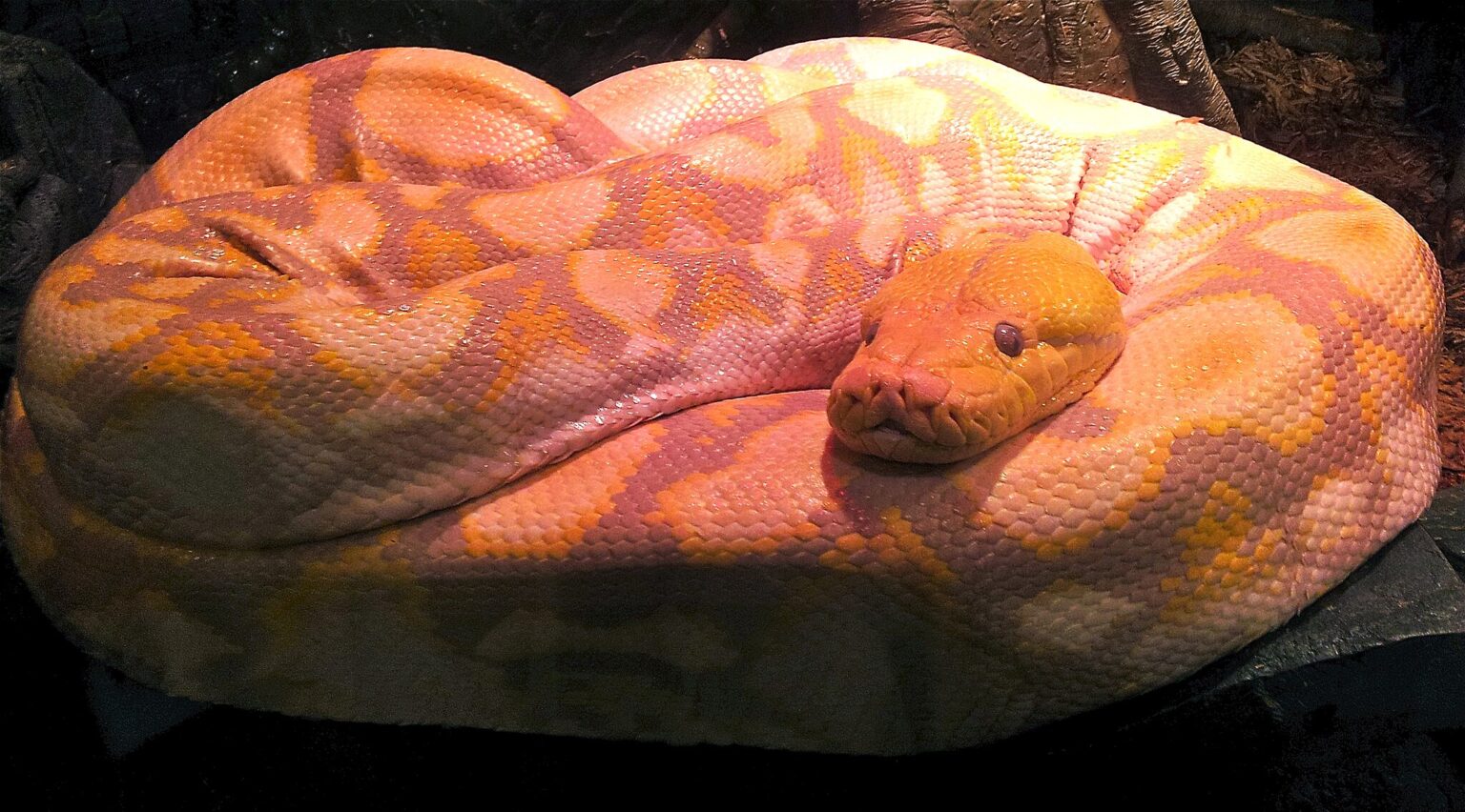 The Most Expensive Pet Reptiles in the World