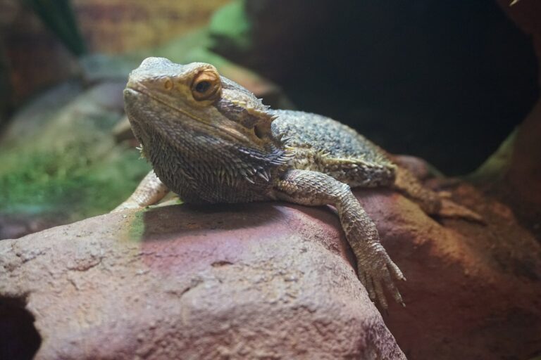 Bearded Dragon Poop 101: What’s Normal and What’s Not