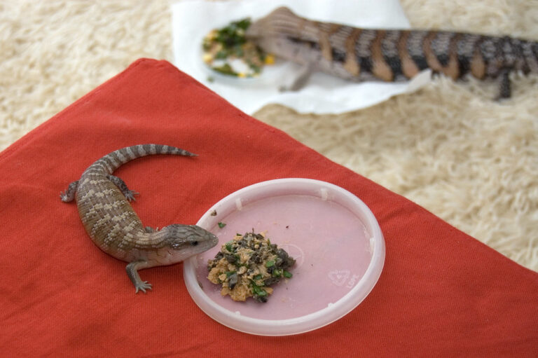 What Do Lizards Eat? A Complete Guide for Pet Owners