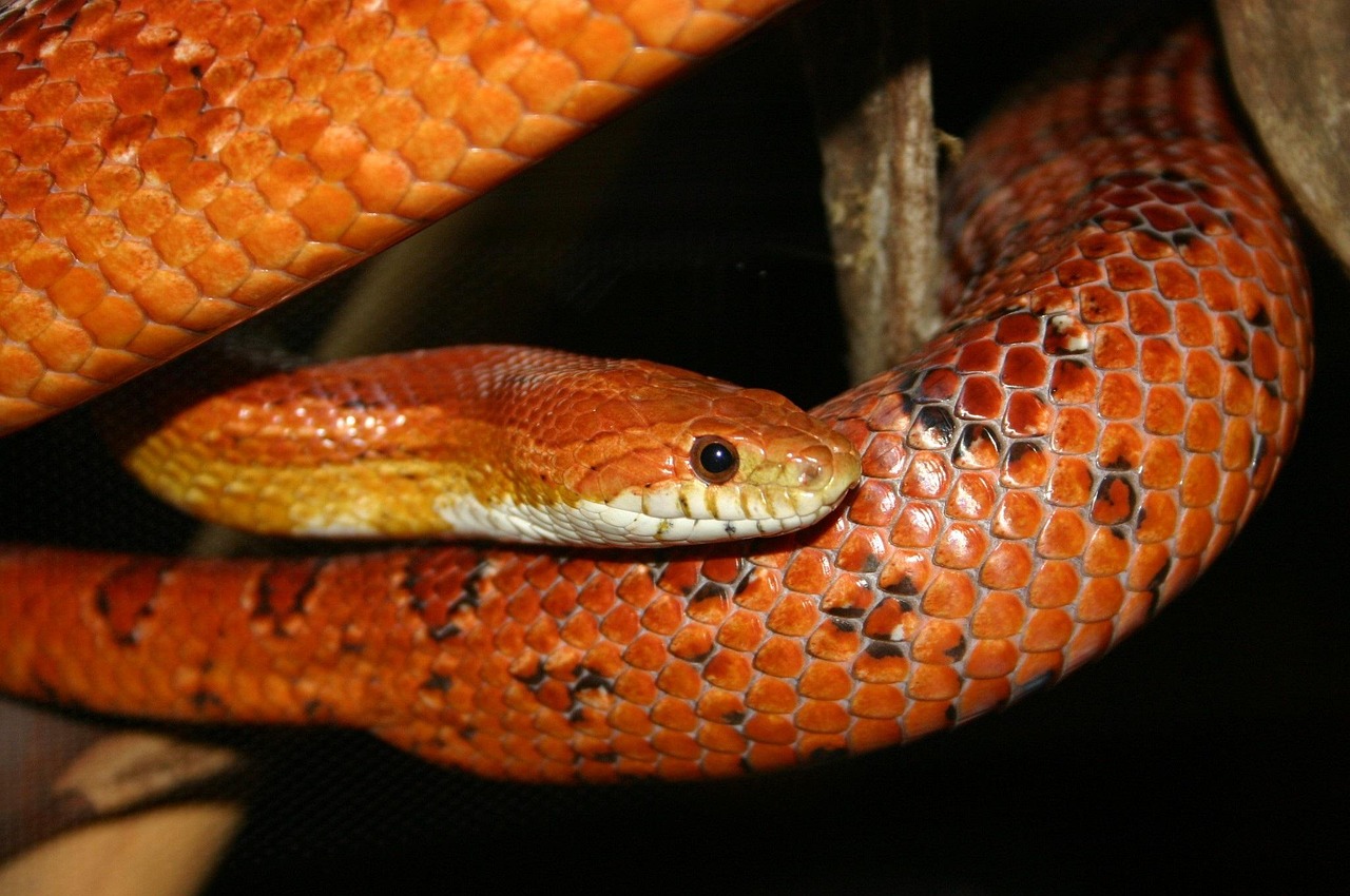 Top 10 Corn Snake Health Issues and How to Prevent Them