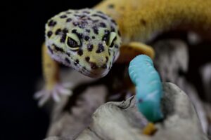 Why Some Geckos Can Lose Their Tails and How to Care for It