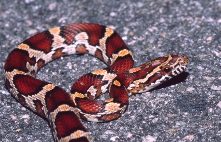 Top 10 Corn Snake Health Issues and How to Prevent Them