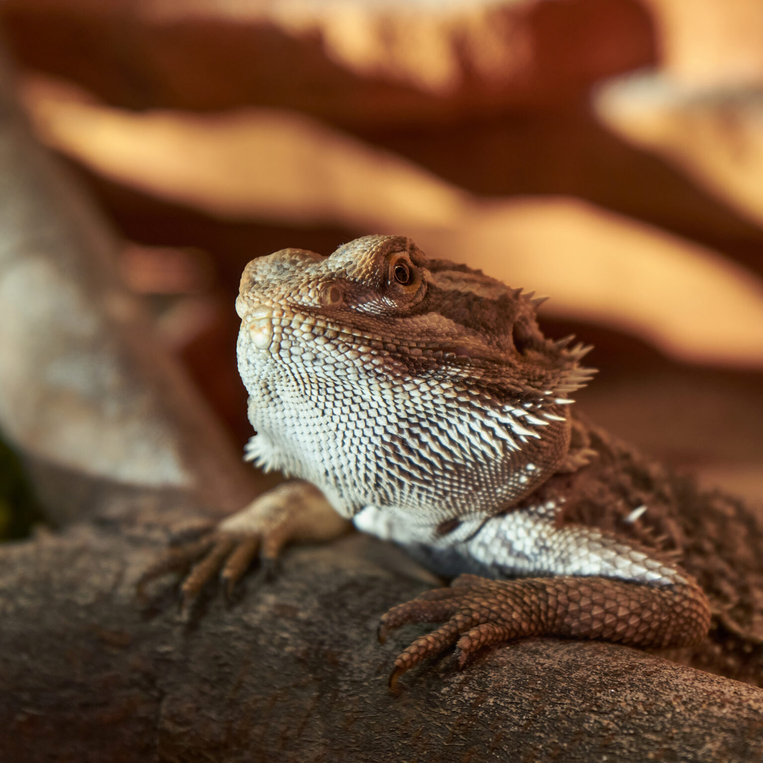 Bearded Dragon Enrichment Ideas to Keep Them Engaged