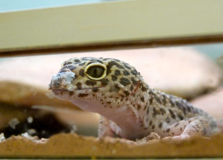 The Ultimate Guide to Leopard Gecko Substrates