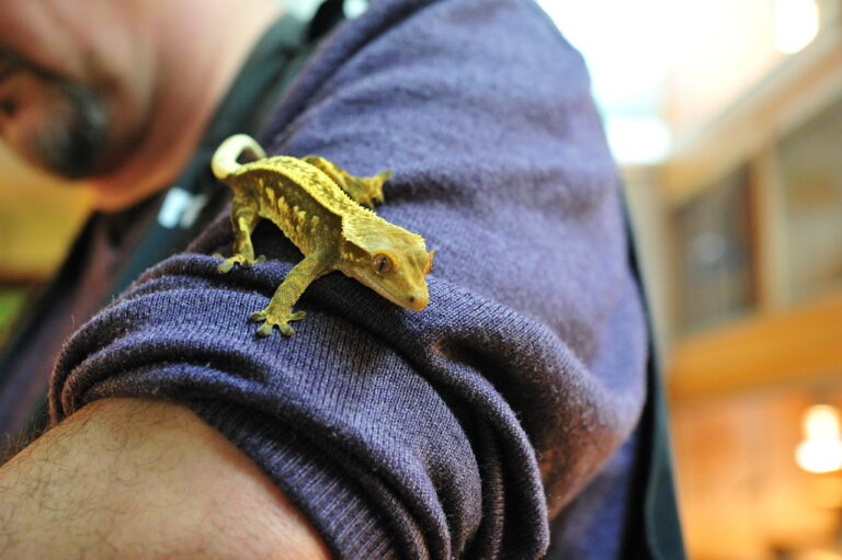 Crested Gecko Vocalizations and What They Mean