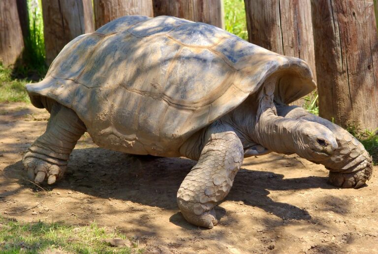 The Oldest Turtles Ever Recorded—and How They Lived So Long