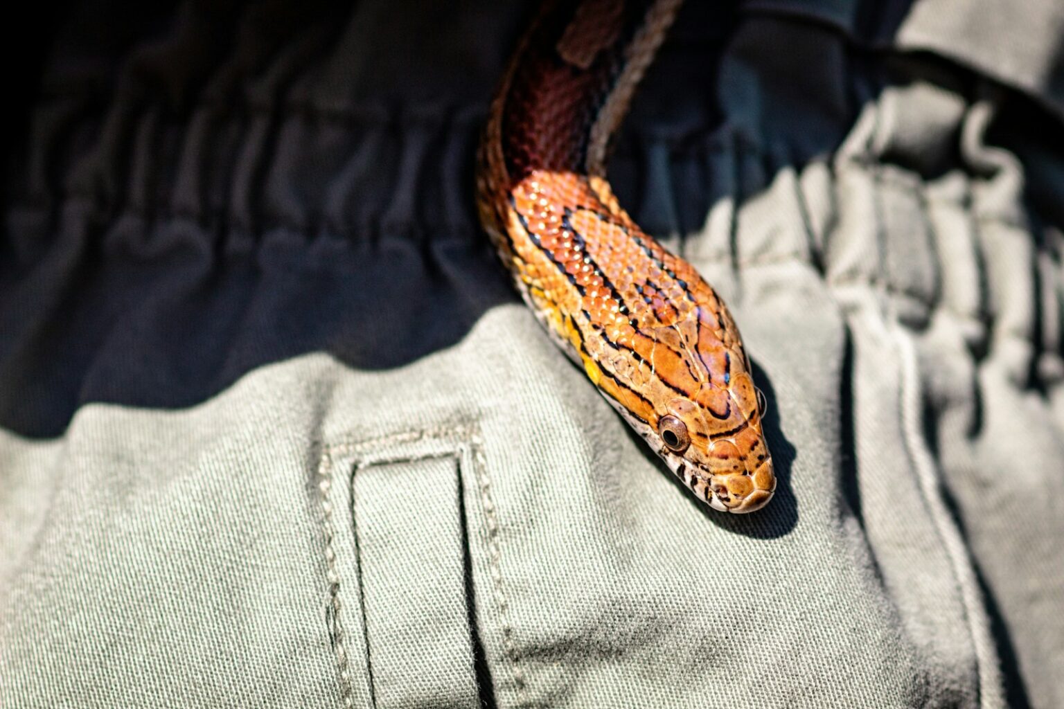 Understanding Corn Snake Behavior and Body Language