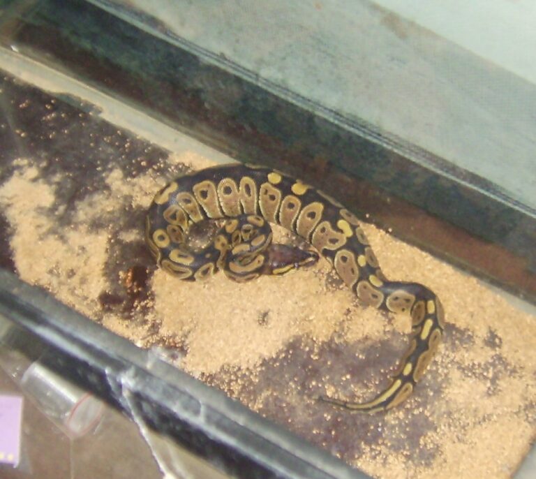 The Best Substrates for Ball Pythons (And Ones to Avoid)