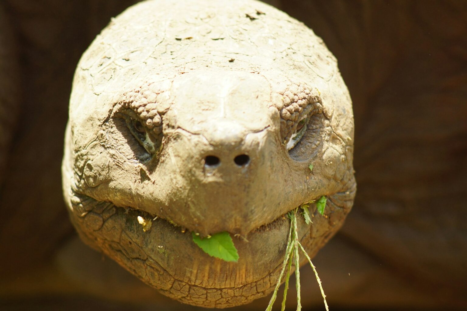 The Oldest Turtles Ever Recorded—and How They Lived So Long