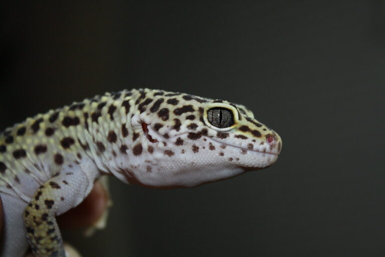 20 Fascinating Facts About Leopard Geckos You Didn’t Know
