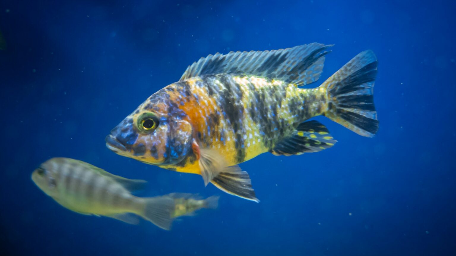 Why Some Fish Change Colors – The Science Behind It