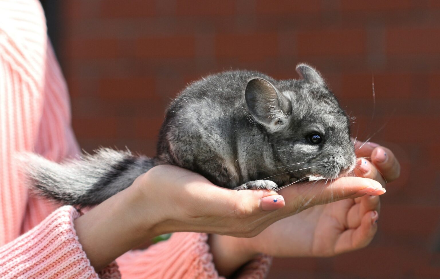 The Best Mini Mammal Pets for Apartment Living – Small but Entertaining