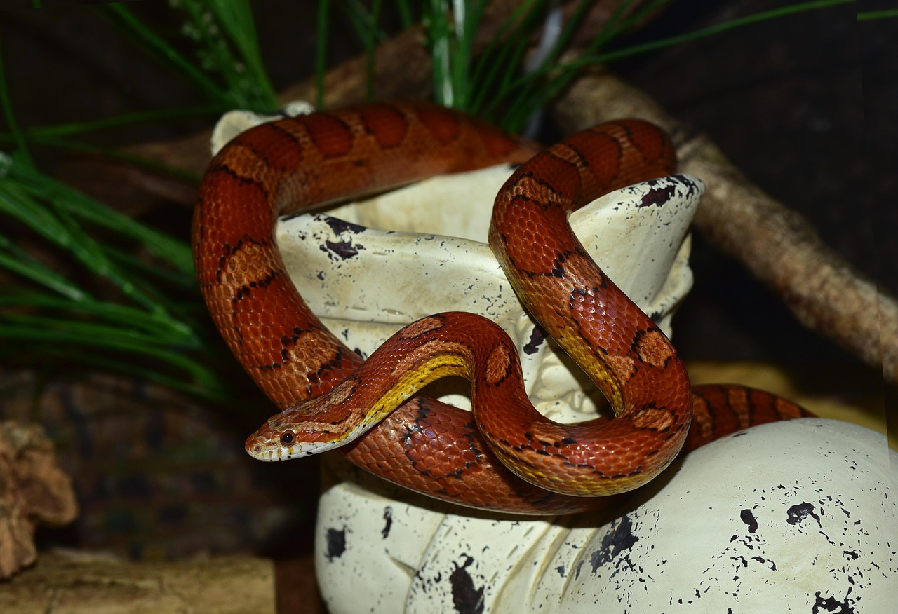 Top 10 Corn Snake Health Issues and How to Prevent Them