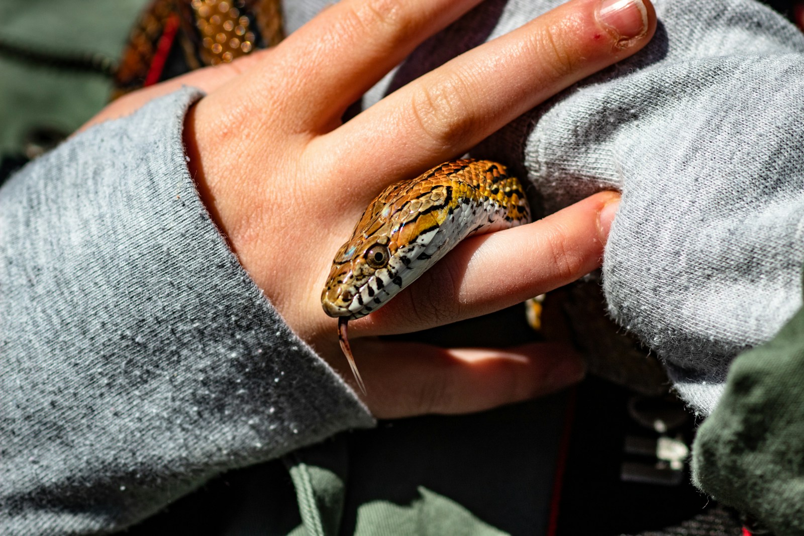 The Controversial Laws Surrounding Exotic Pet Ownership in the U.S.