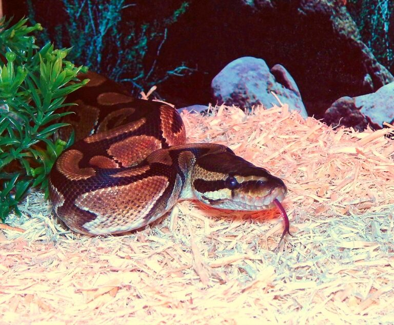 The Best Substrates for Ball Pythons (And Ones to Avoid)