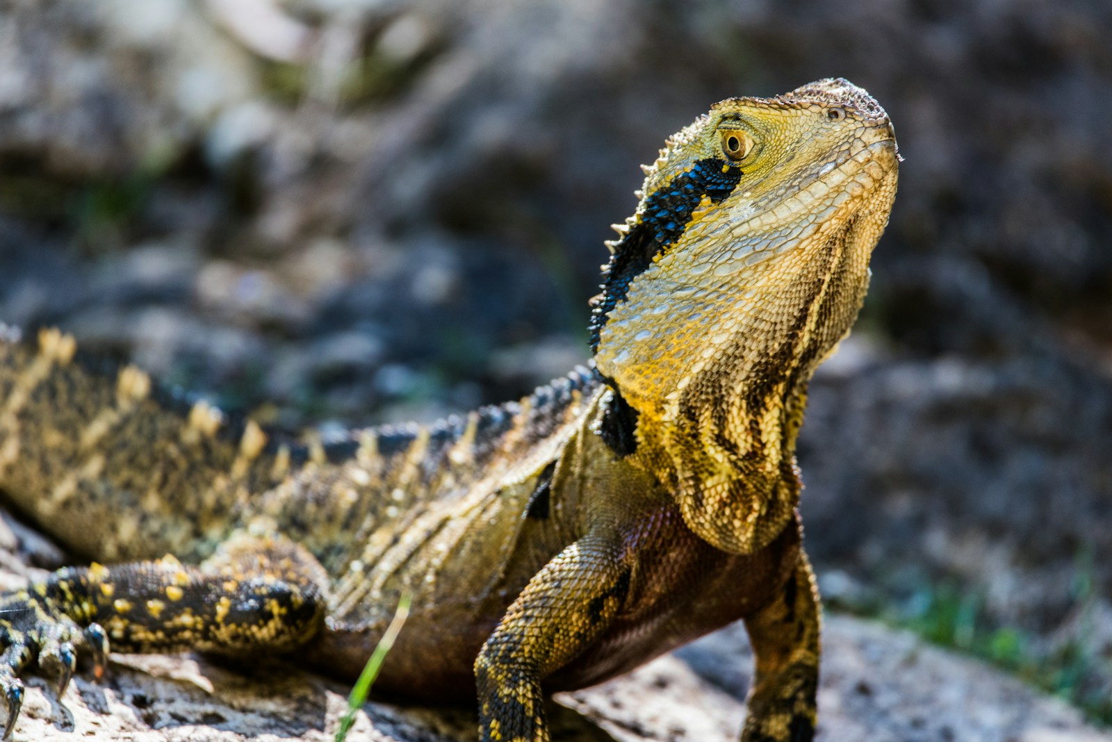 Bearded Dragon Poop 101: What’s Normal and What’s Not