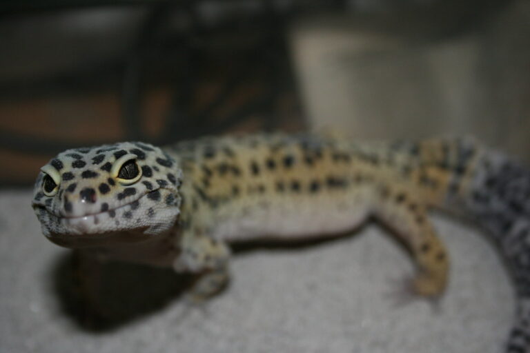 20 Fascinating Facts About Leopard Geckos You Didn’t Know