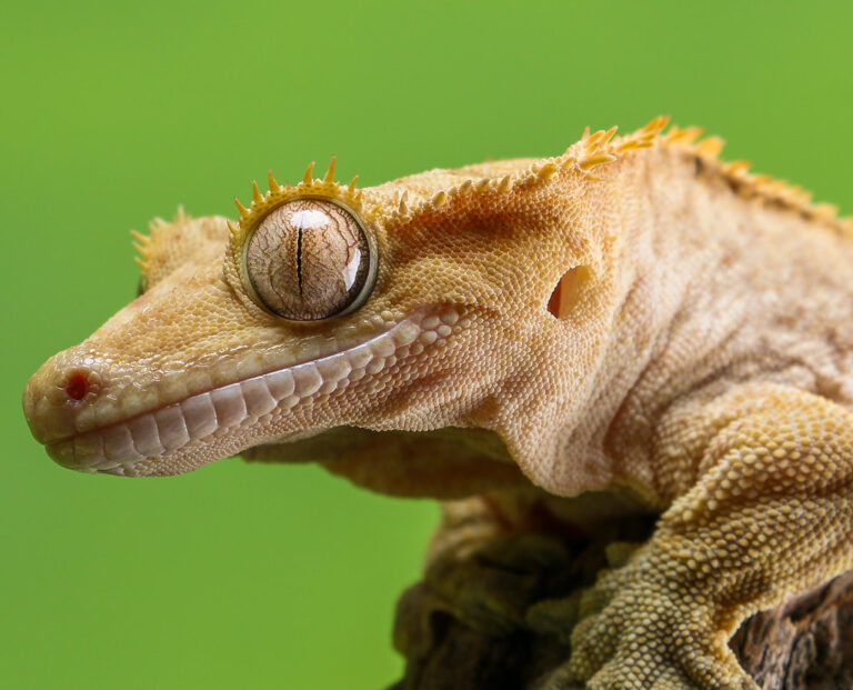 Crested Gecko Vocalizations and What They Mean