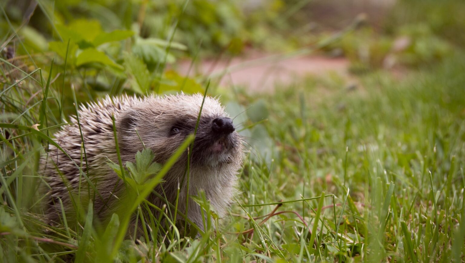 Hedgehog Care Guide: Diet, Habitat, and Handling