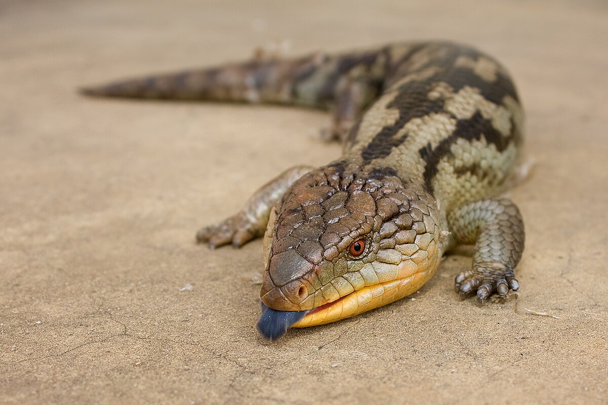 What Do Lizards Eat? A Complete Guide for Pet Owners
