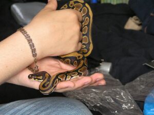Ball Python Behavior: What Owners Need to Understand