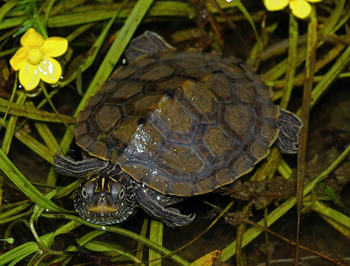 A beginners Guide to the Mississippi Map Turtle