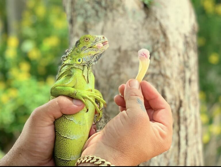 What Do Lizards Eat? A Complete Guide for Pet Owners