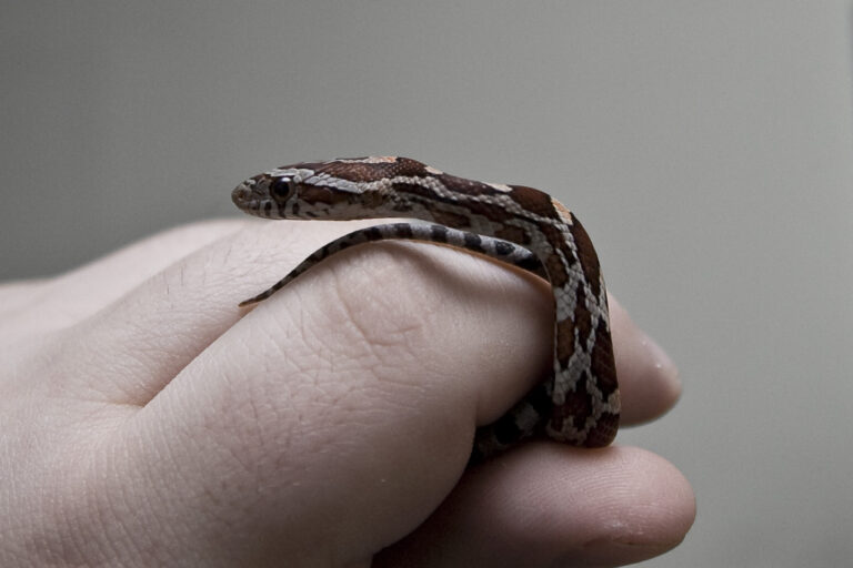 Understanding Corn Snake Behavior and Body Language