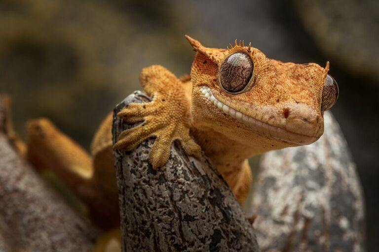 Crested Gecko Vocalizations and What They Mean