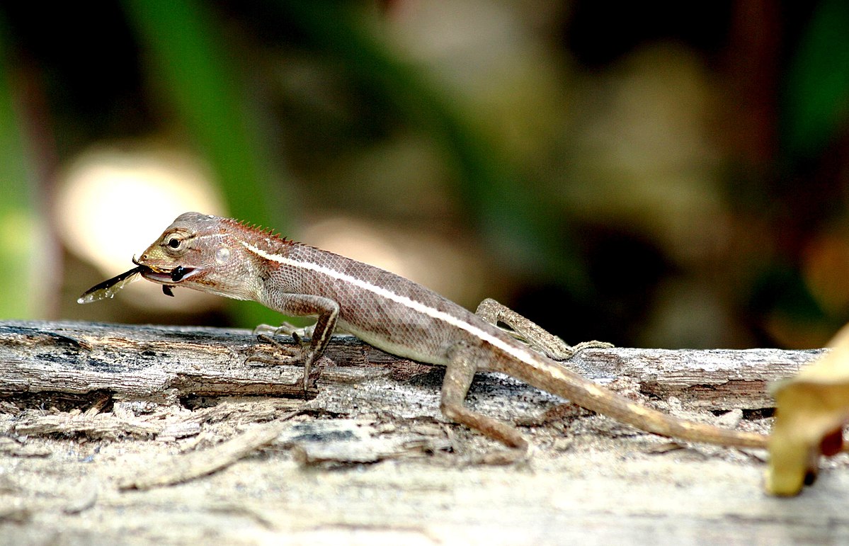 What Do Lizards Eat? A Complete Guide for Pet Owners