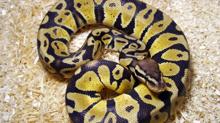 How Long Do Ball Pythons Live and How to Extend Their Lifespan