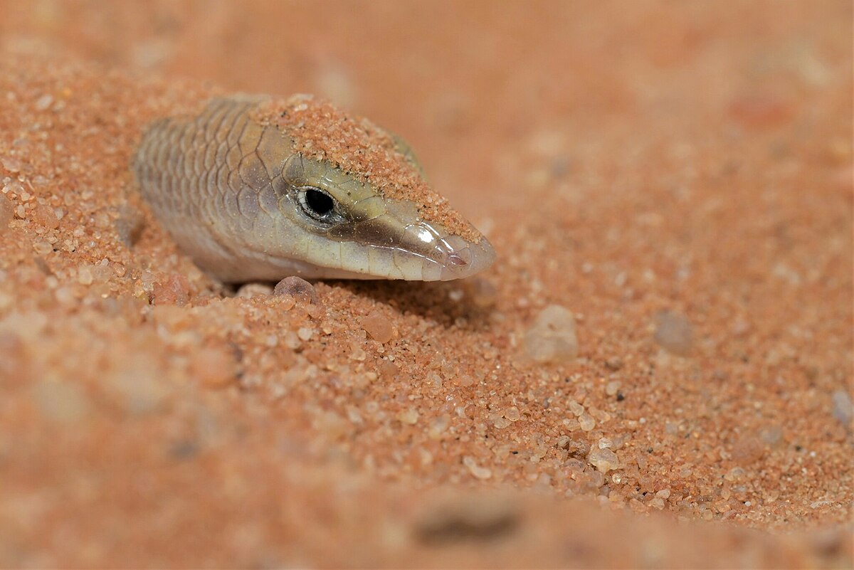 From Forests to Deserts: How Lizards Adapt and Survive